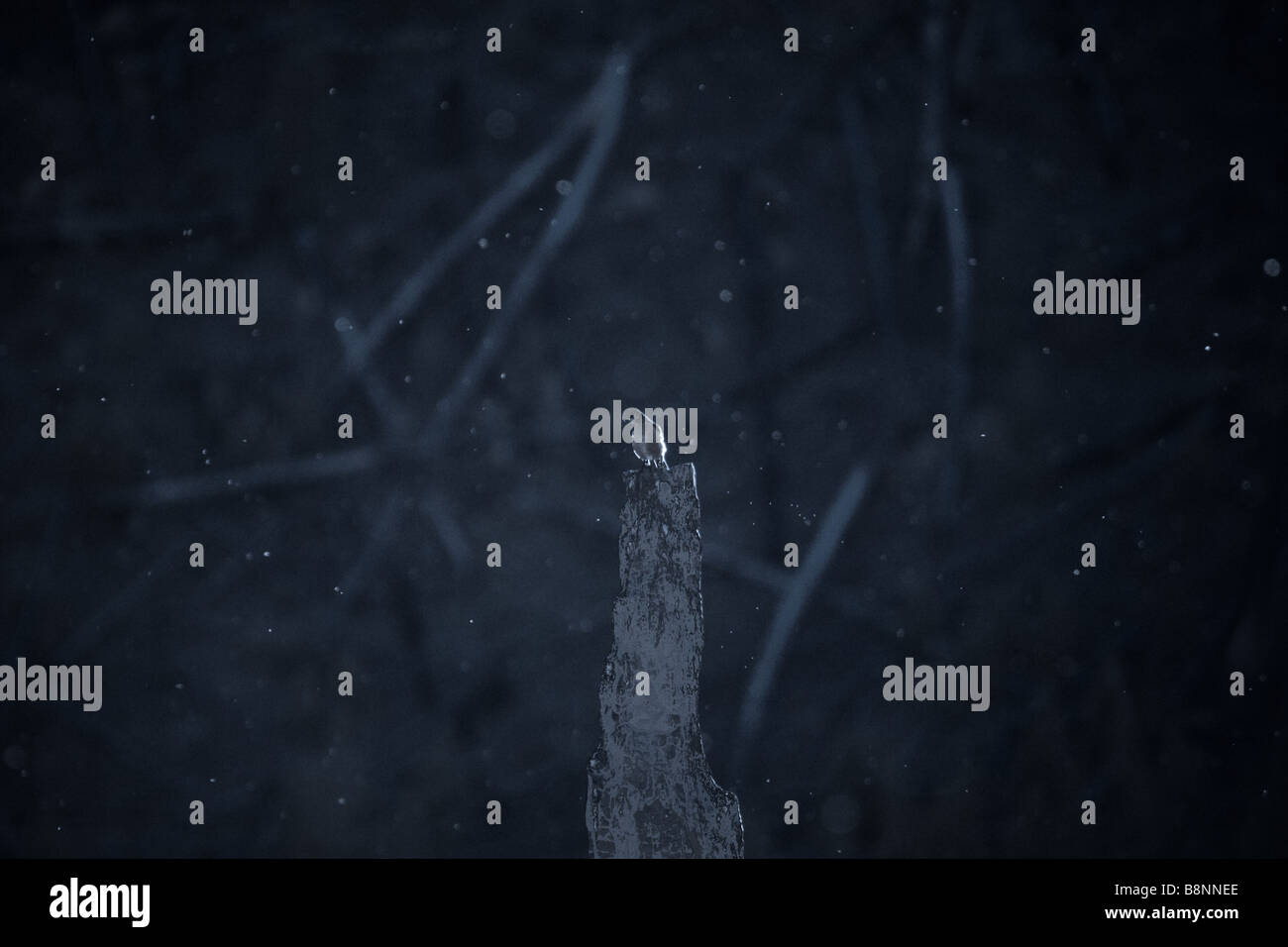 bird surrounded by dark insects Stock Photo - Alamy