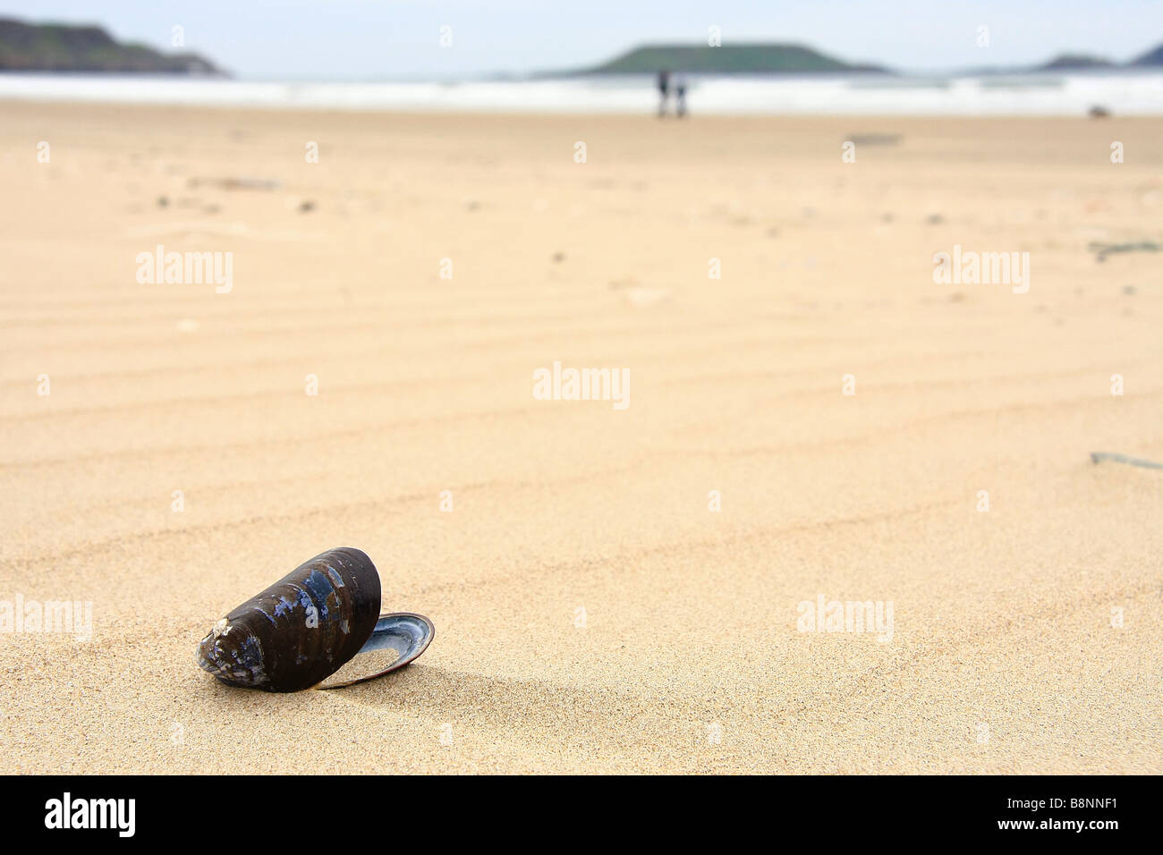 Mussel Shell on Rhossili beach, Wales Stock Photo - Alamy