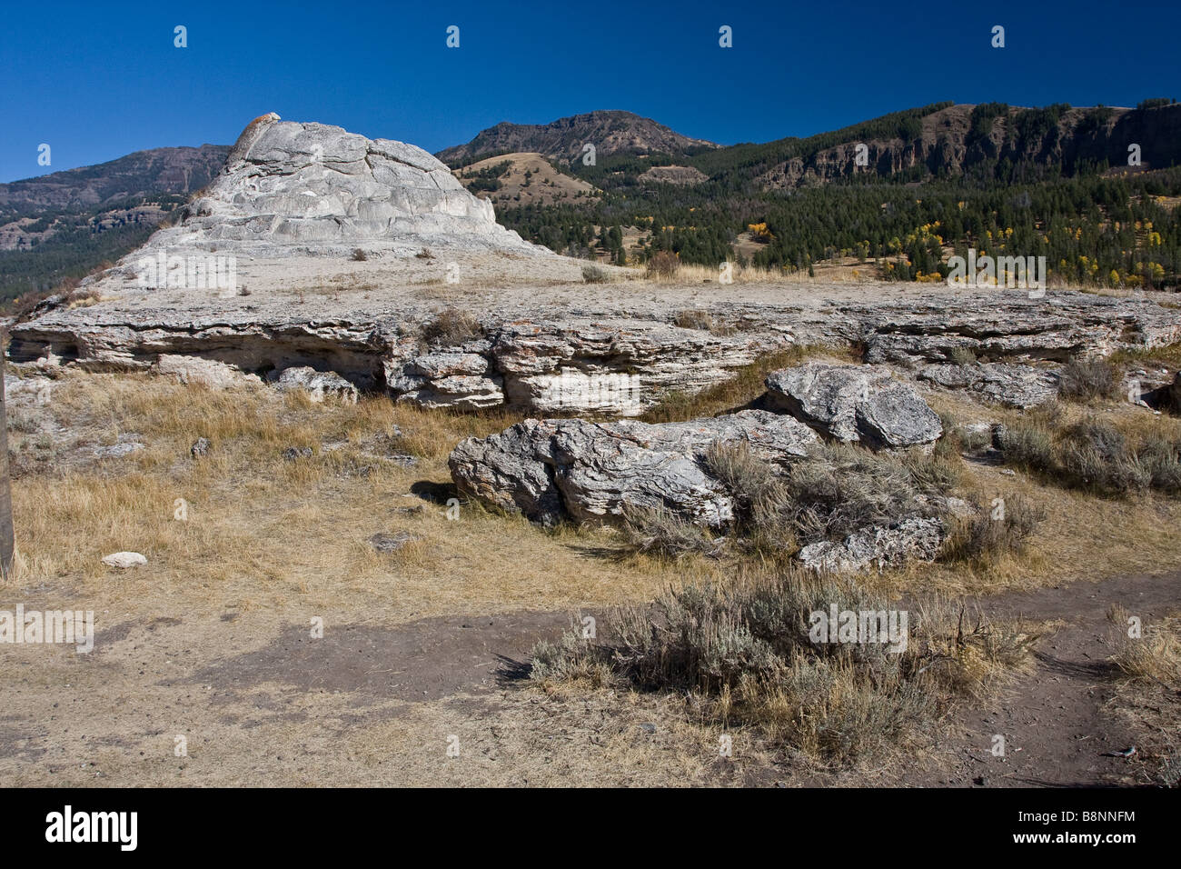 Yellowstone forest 2008 hi-res stock photography and images - Alamy