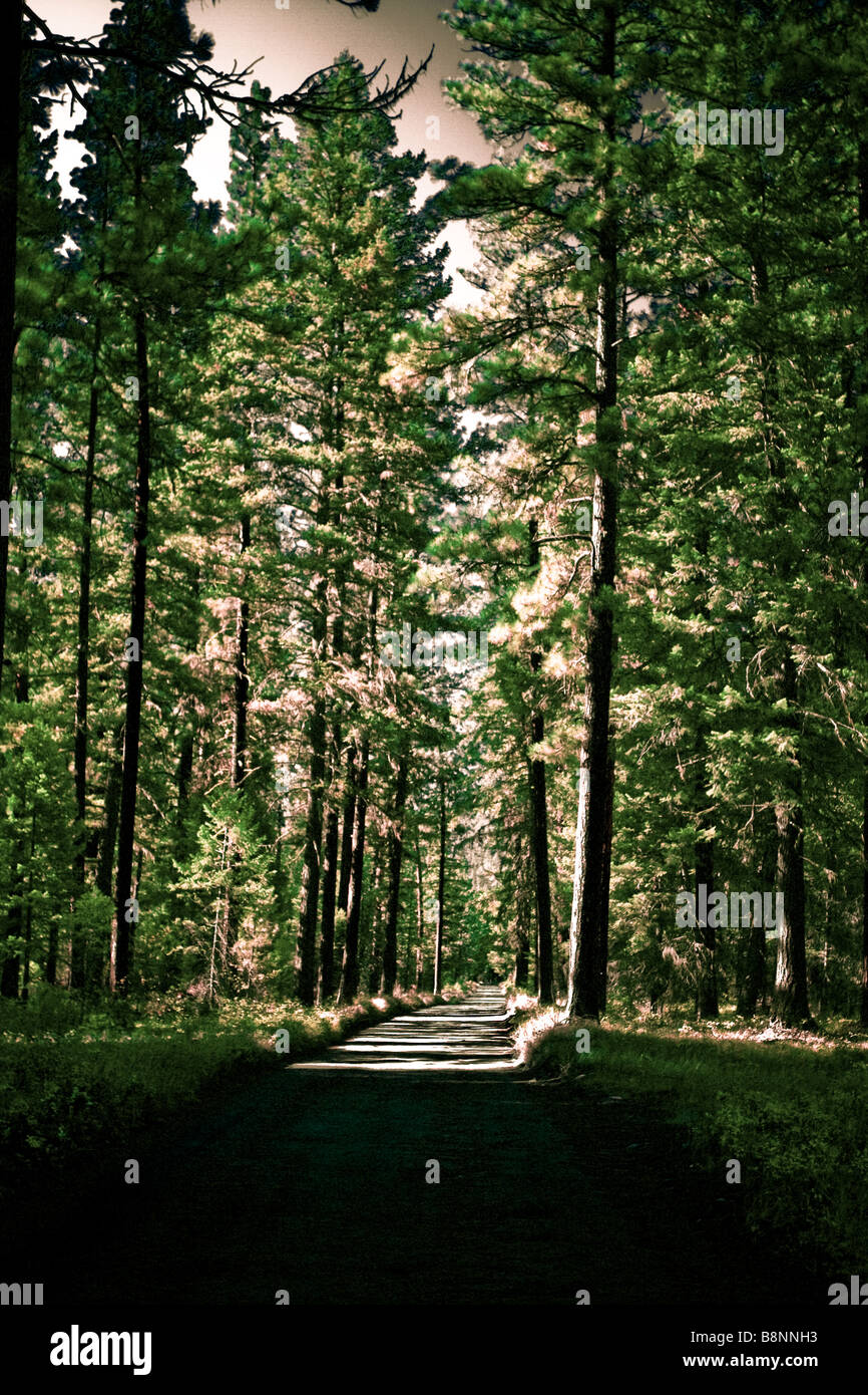Scary dark road in hi-res stock photography and images - Alamy