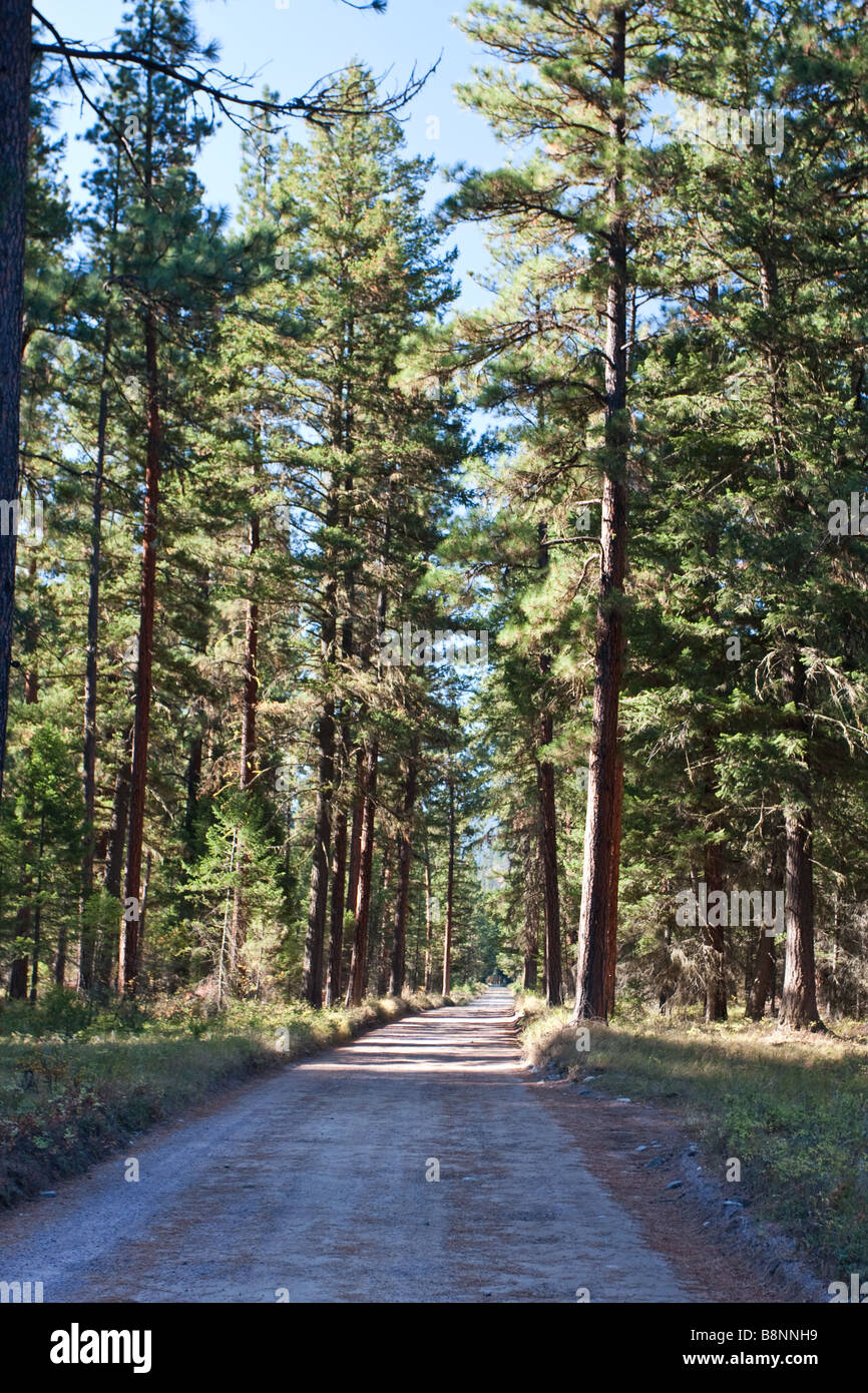 Lolo national forest hi-res stock photography and images - Alamy