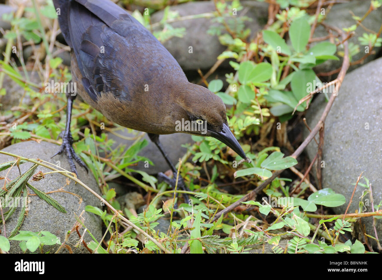Female Great Tailed Grackle High Resolution Stock Photography and ...