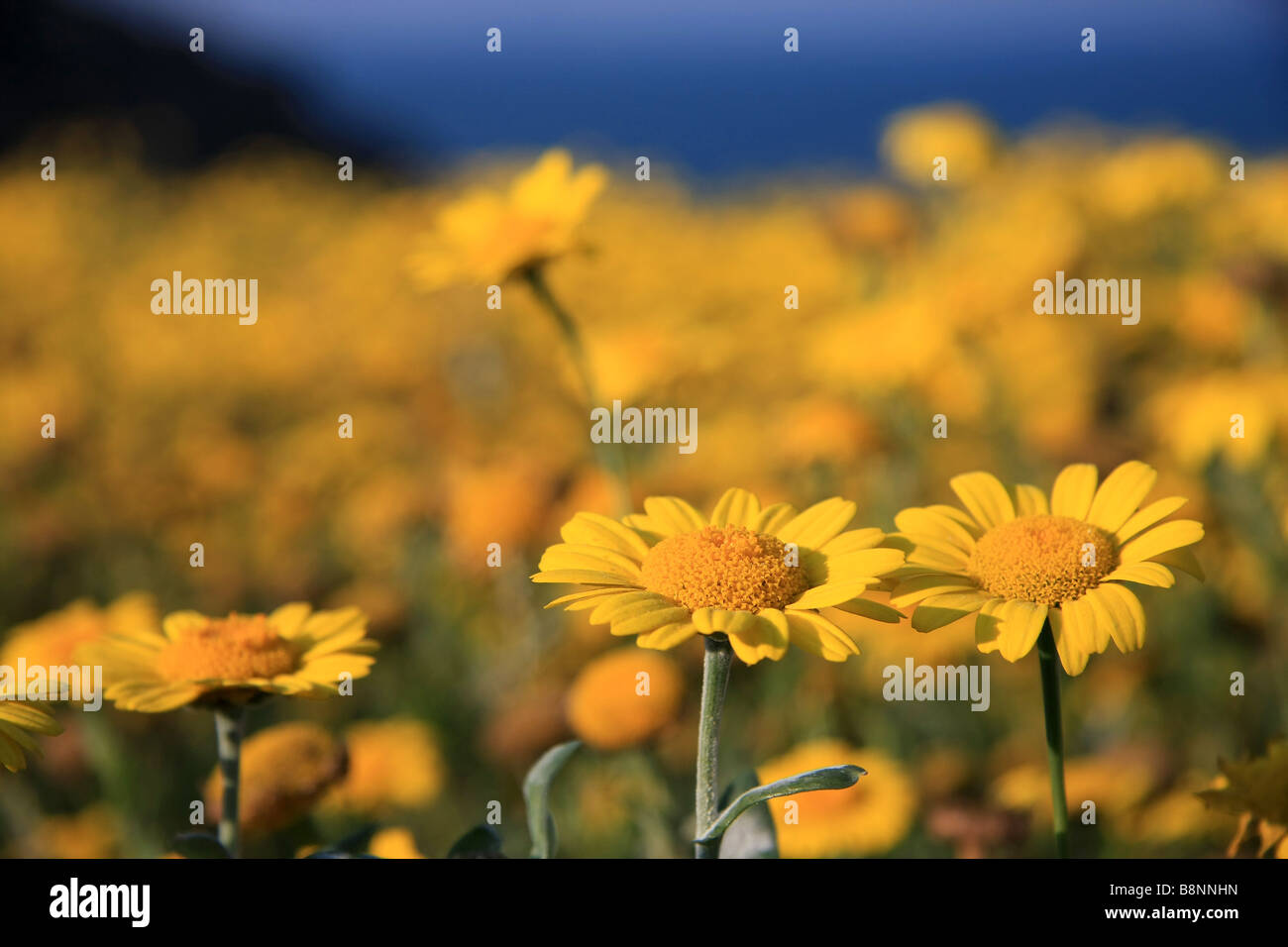 Yellow Daisy Field Stock Photo - Alamy
