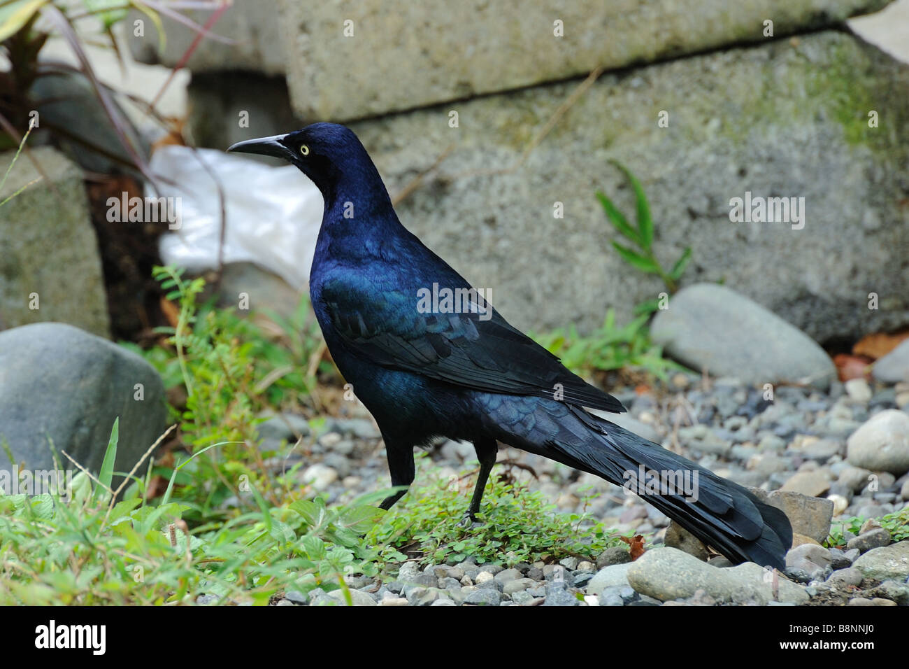 Male Great-Tailed Grackle Stock Photo - Alamy