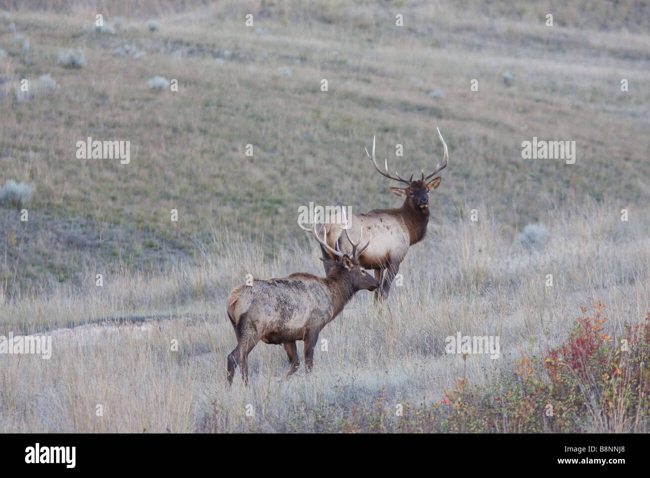 Yellowstone elk and baby hi-res stock photography and images - Alamy