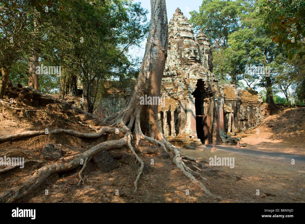 Tree roots in cambodian temple hi-res stock photography and images - Alamy