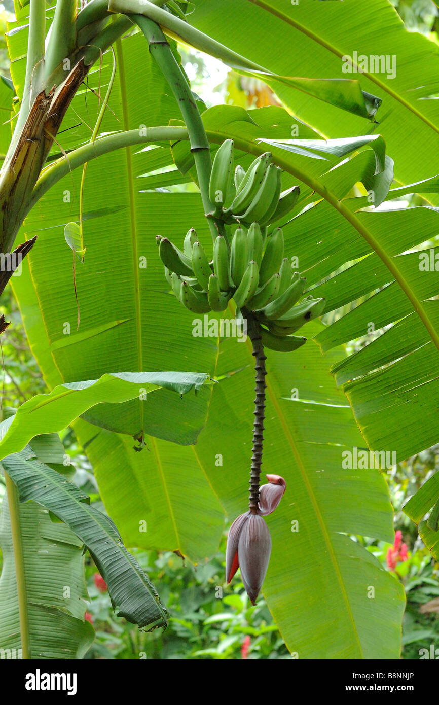 Plantain - fruit & flower Stock Photo - Alamy