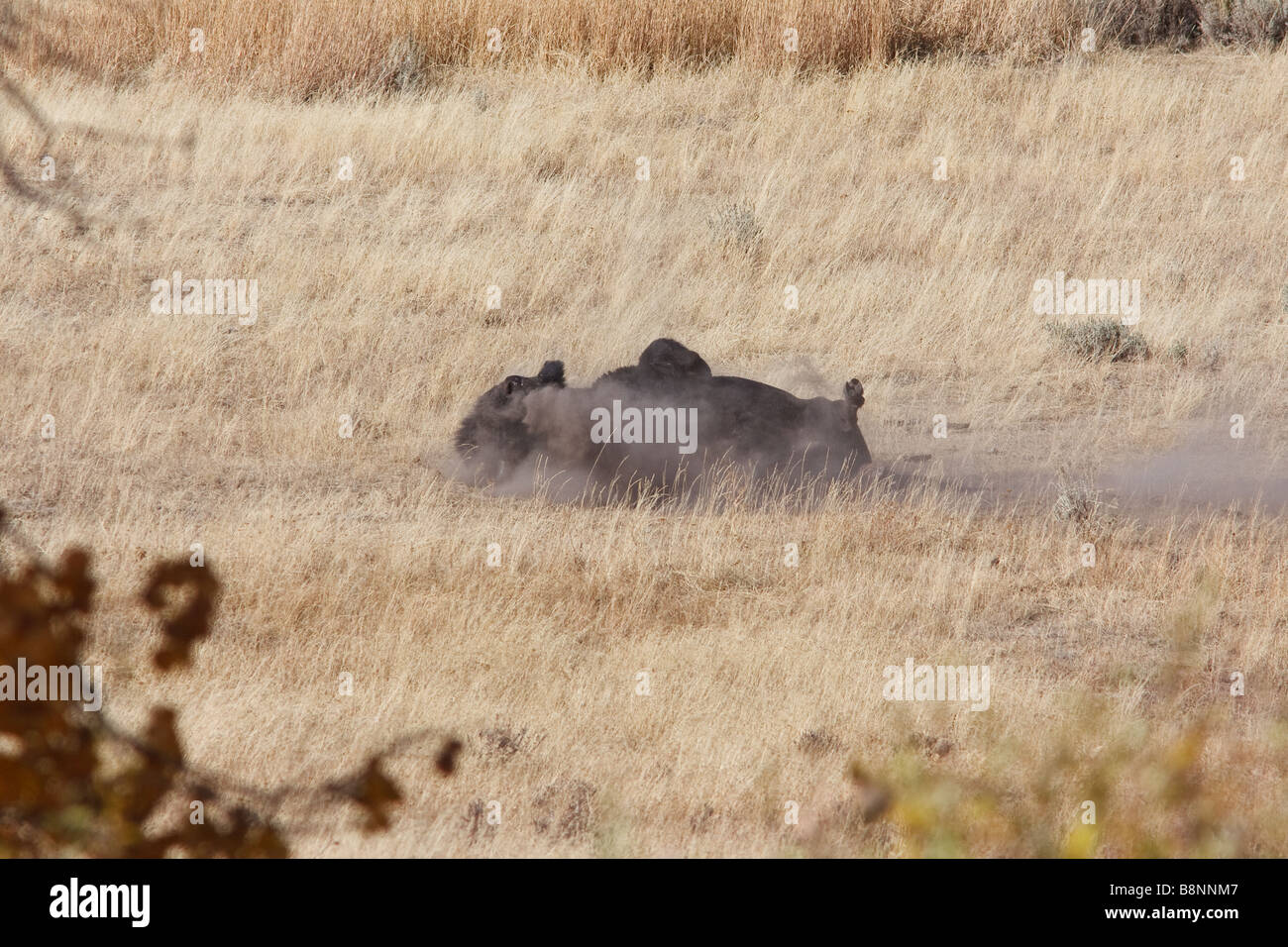 Yellowstone bison dusting again Stock Photo - Alamy