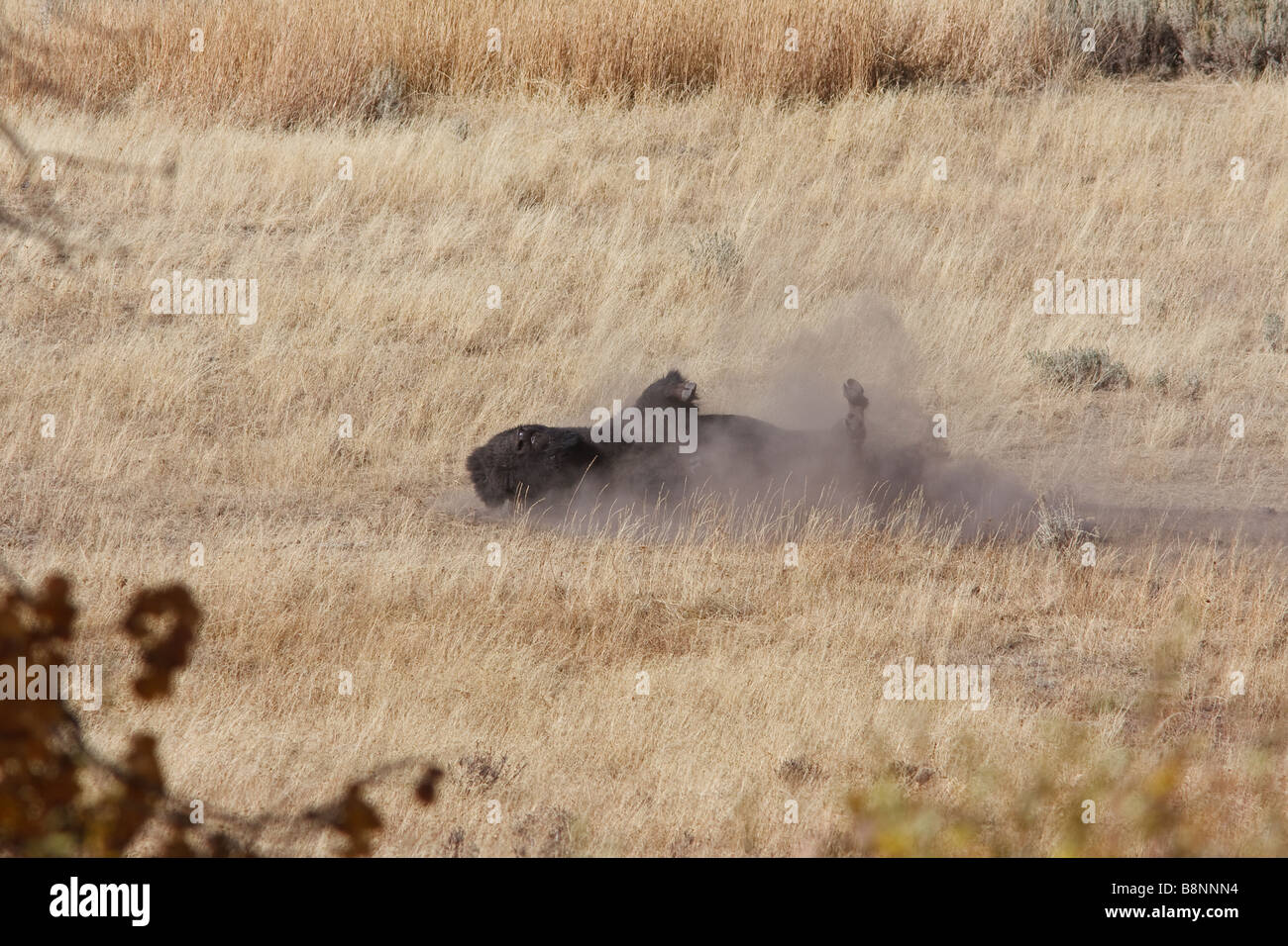 Yellowstone bison dusting Stock Photo - Alamy