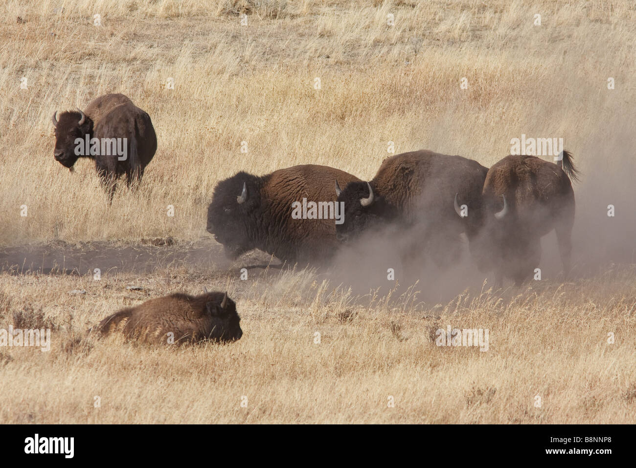 bison group dusting in Yellowstone Stock Photo - Alamy
