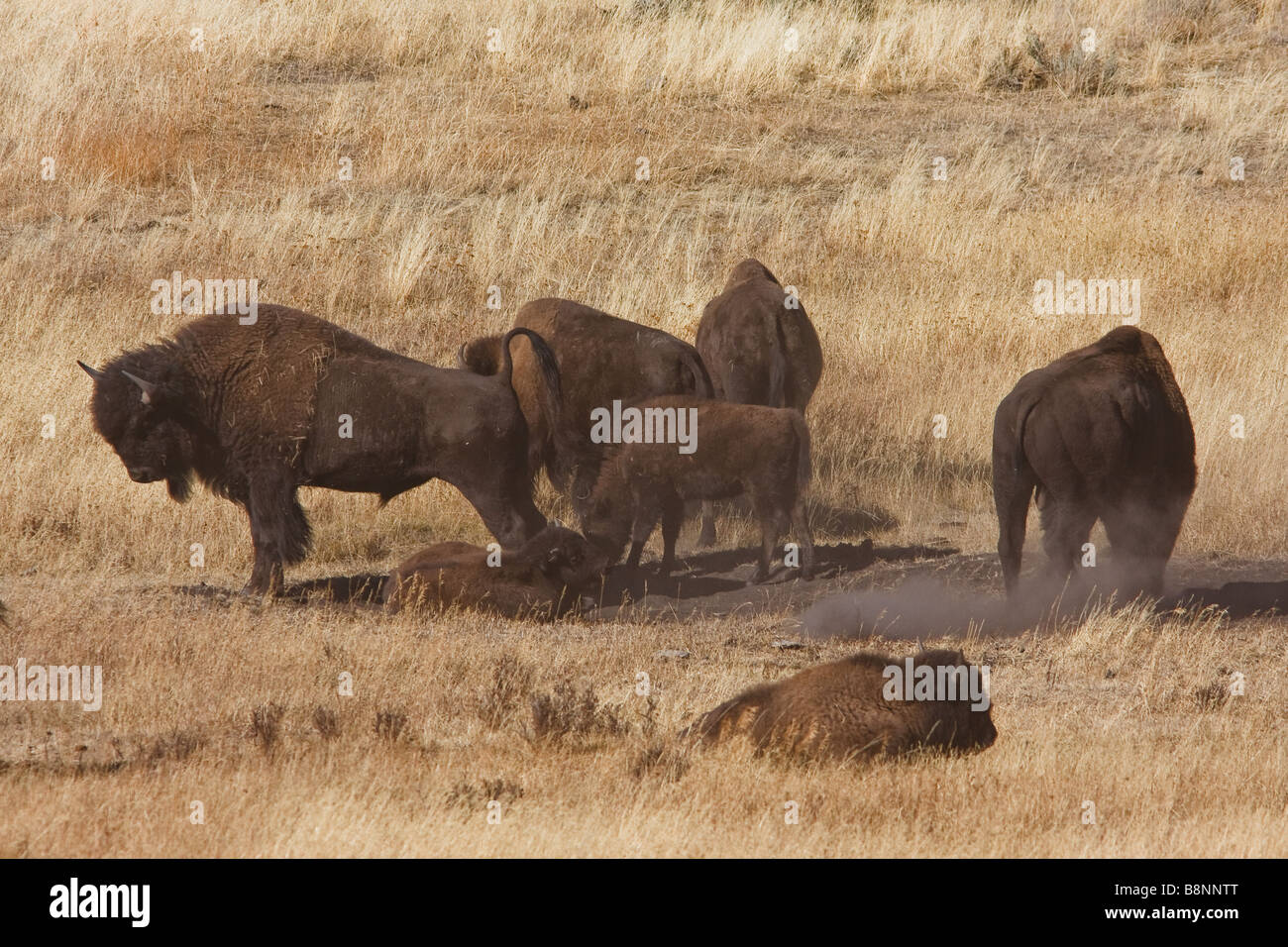 Yellowstone animal hi-res stock photography and images - Alamy