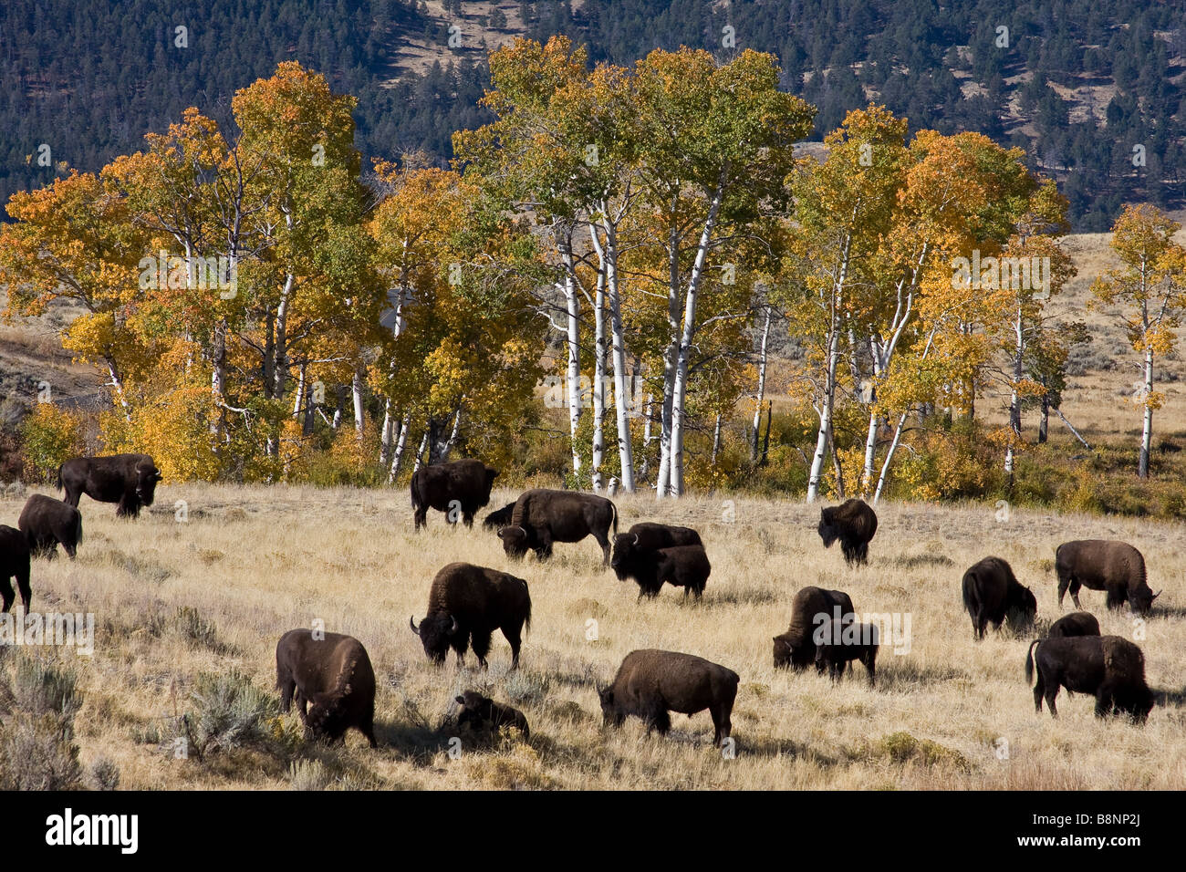 group of Yellowstone bison in the fall Stock Photo - Alamy