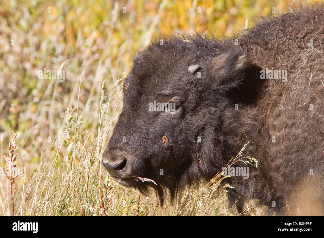 Yellowstone bison up close Stock Photo - Alamy Yellowstone bison up close Stock Photo - Alamy