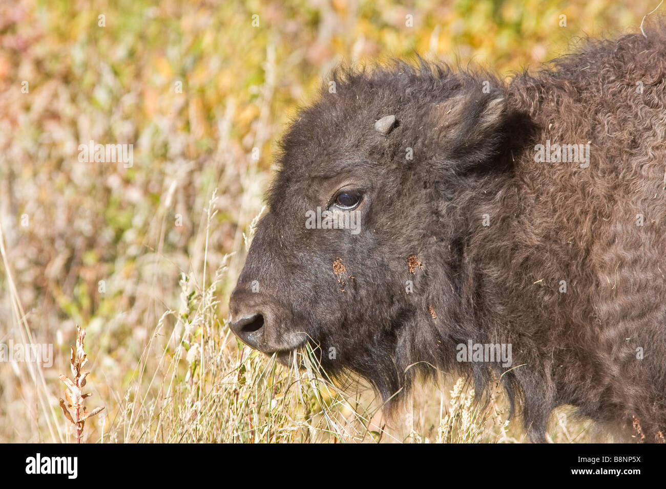 Yellowstone bison up close Stock Photo - Alamy Yellowstone bison up close Stock Photo - Alamy