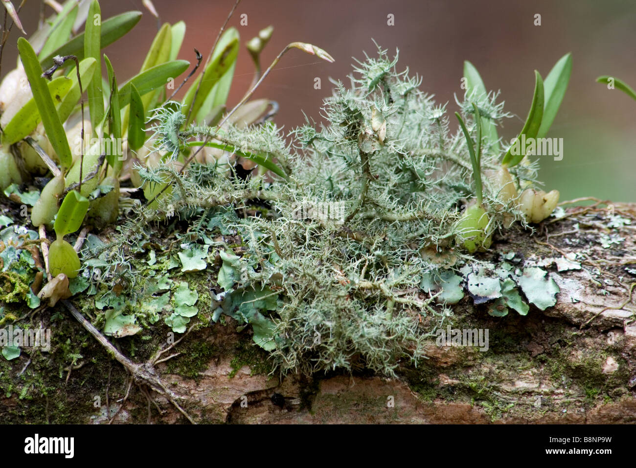 Epiphyte plants hi-res stock photography and images - Alamy