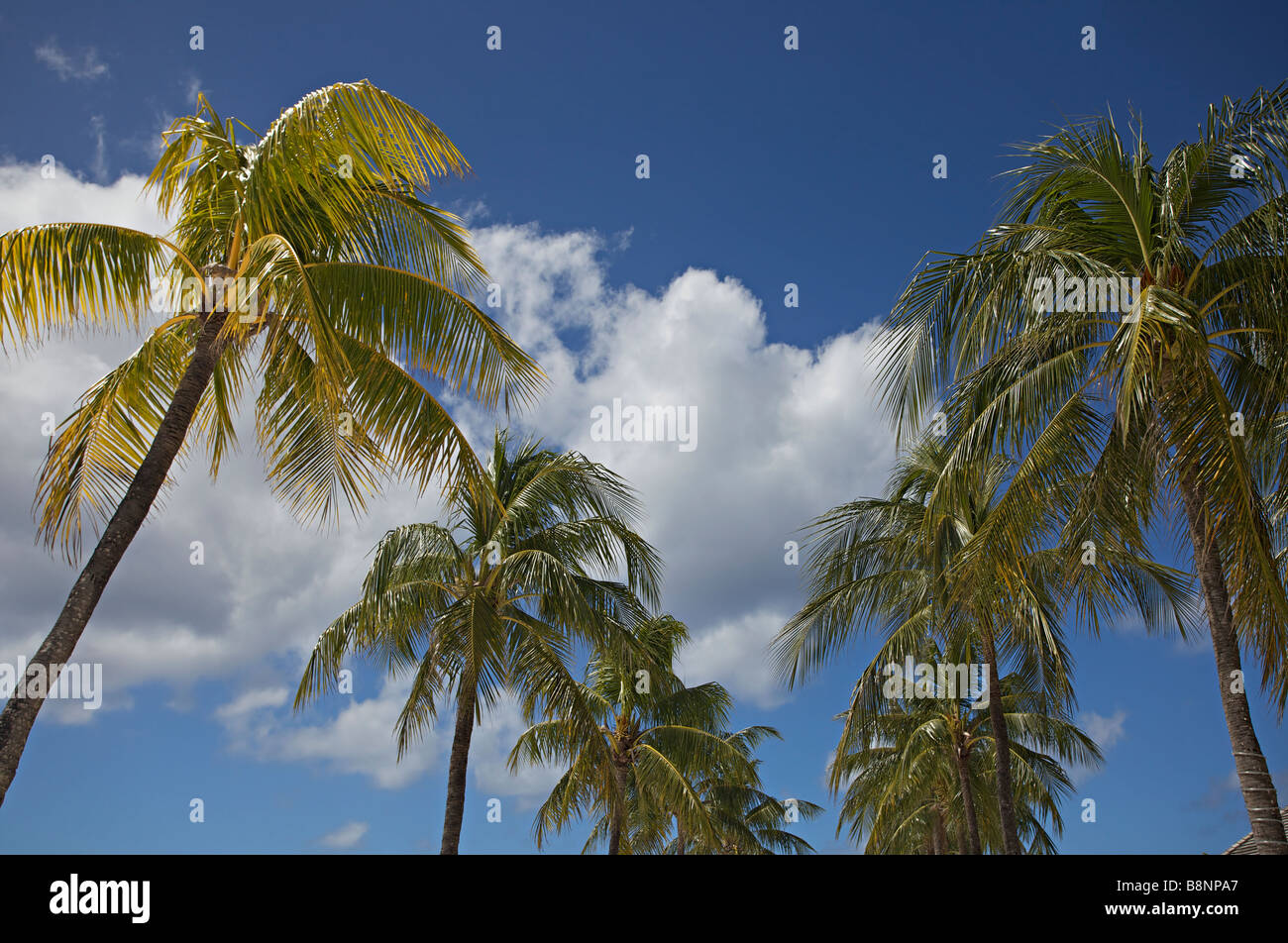 Young coconut palm cocos nucifera hi-res stock photography and images ...