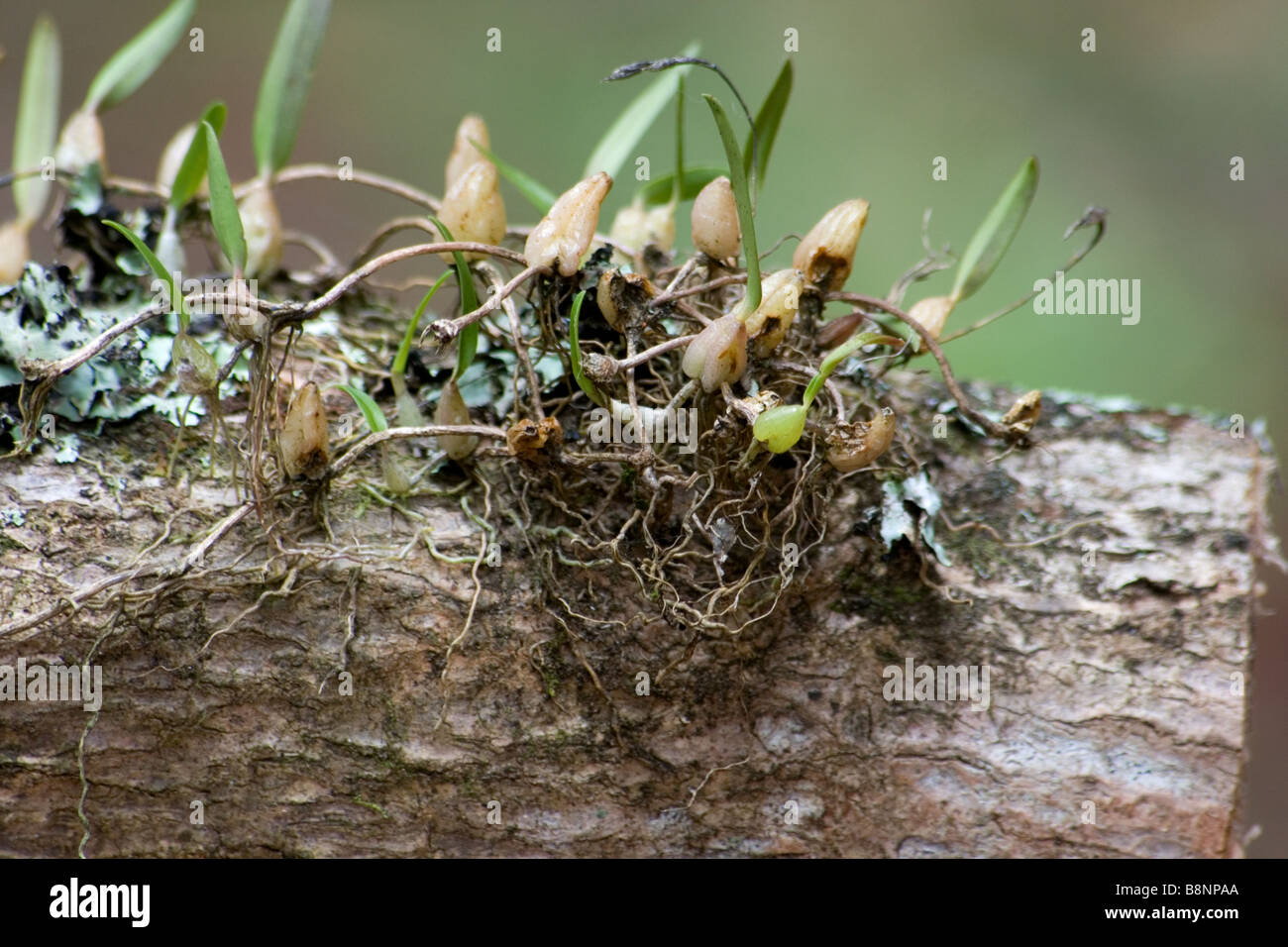 Epiphyte plants hi-res stock photography and images - Alamy