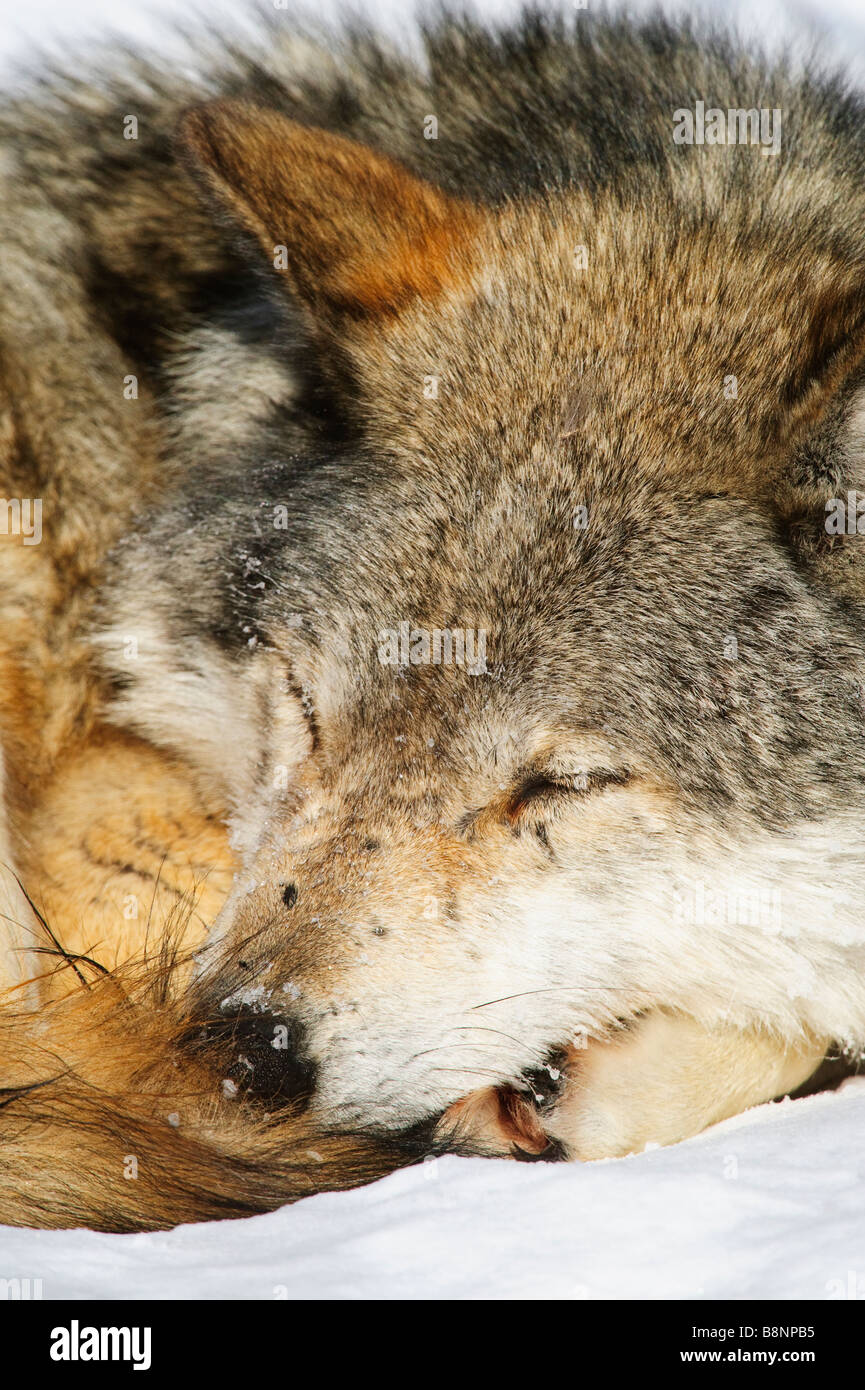 Full frame closeup of Grey wolf resting / sleeping while photographed ...