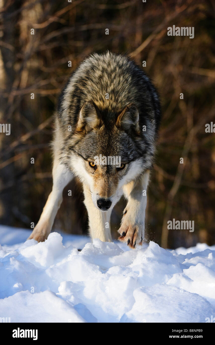 Pack Of Wolves Prey Stock Photos & Pack Of Wolves Prey Stock Images - Alamy
