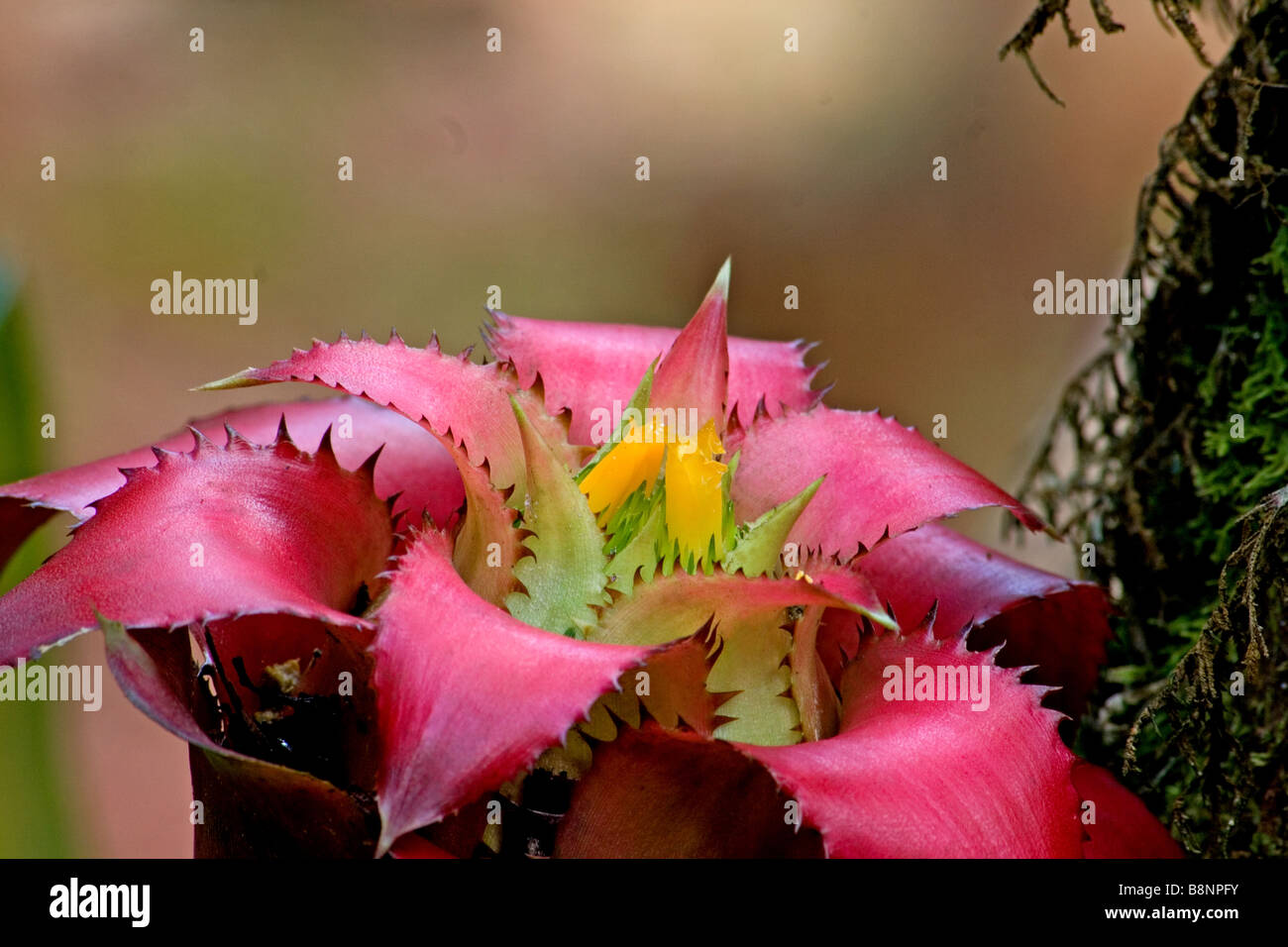 Bromeliad flower epiphyte hi-res stock photography and images - Alamy