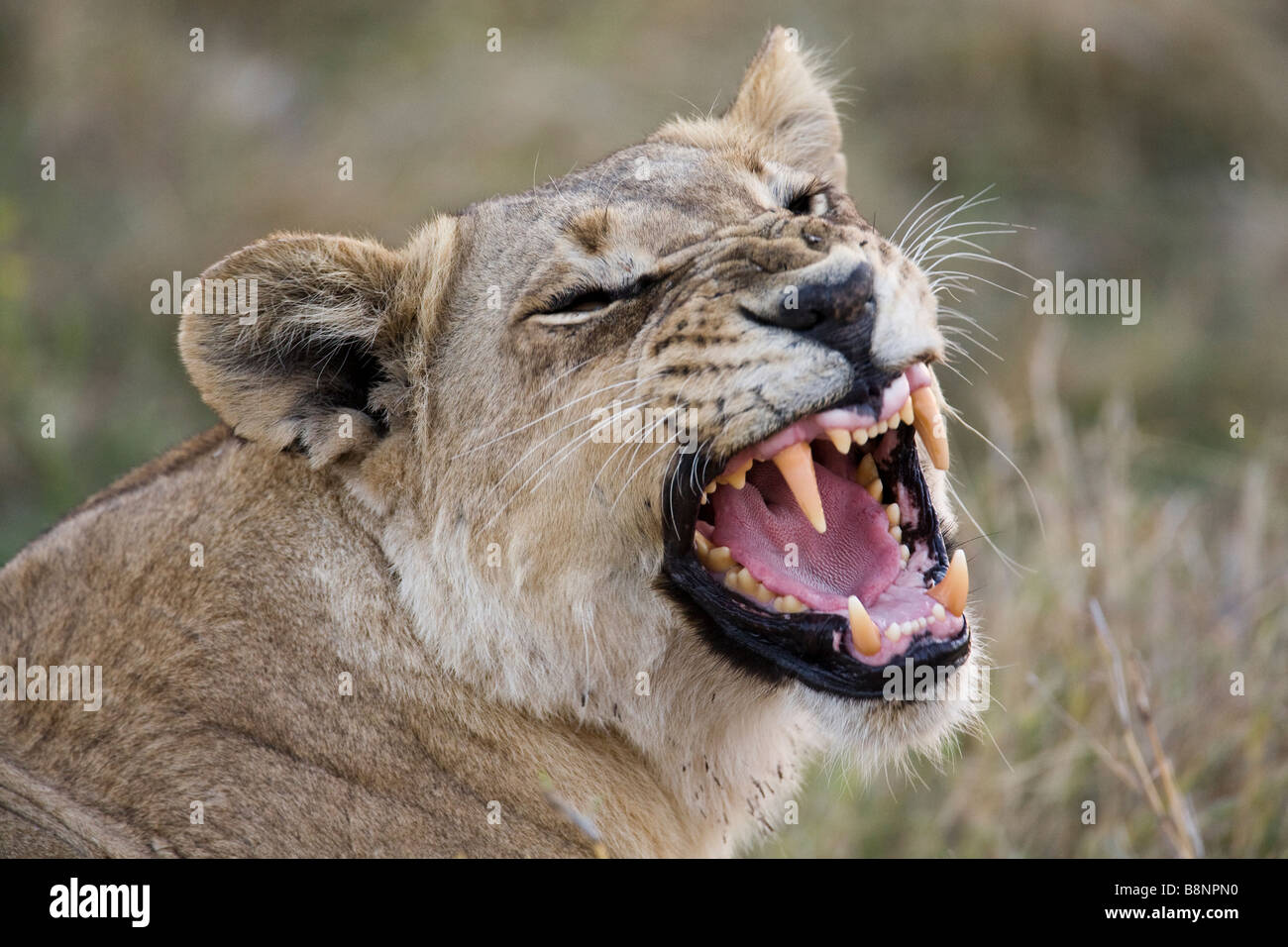 An adult lioness shows her teeth Stock Photo - Alamy