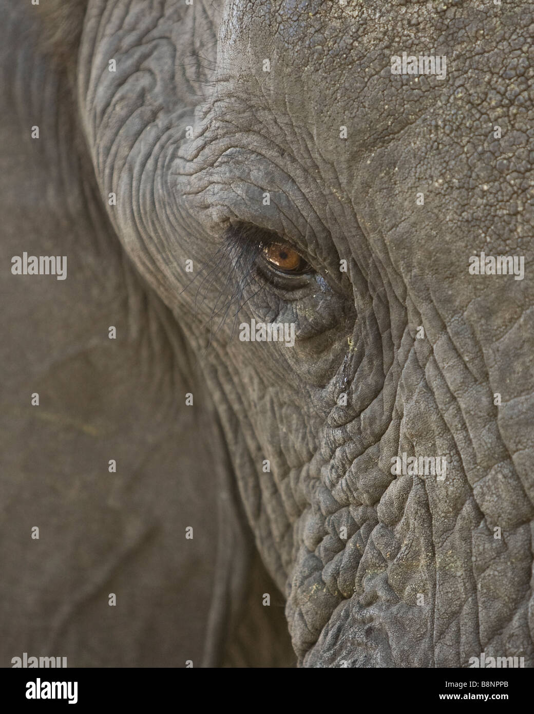 close up of an elephant's wrinkled face showing his eye Stock Photo - Alamy