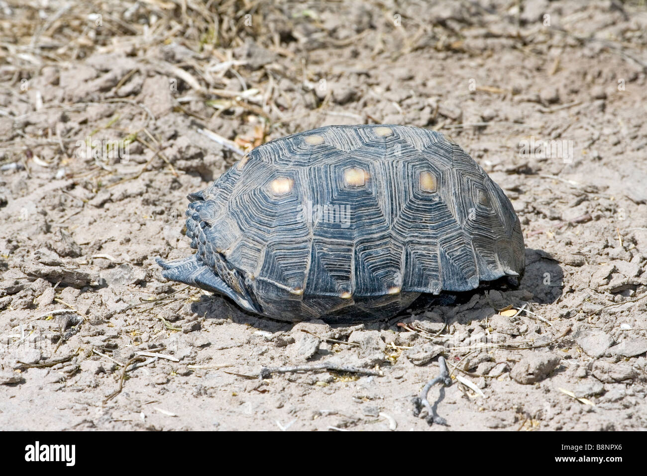Texas Tortoise Gopherus berlandieri Stock Photo - Alamy