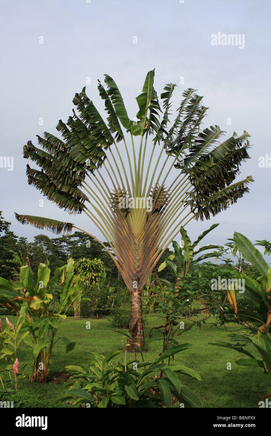 Fan Palm in tropical Landscape Stock Photo - Alamy