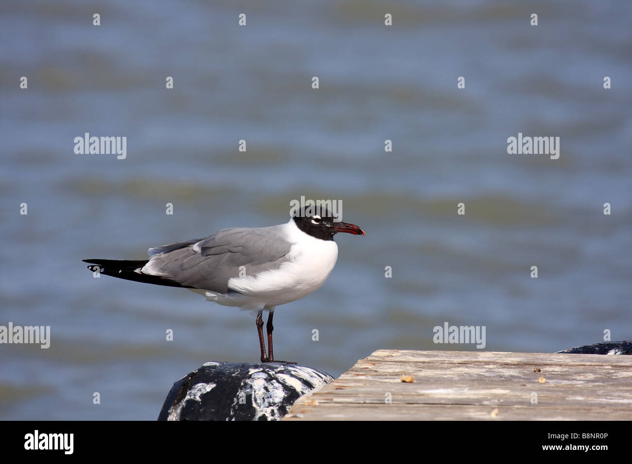 Black Headed Seagull Stock Photos & Black Headed Seagull Stock Images ...