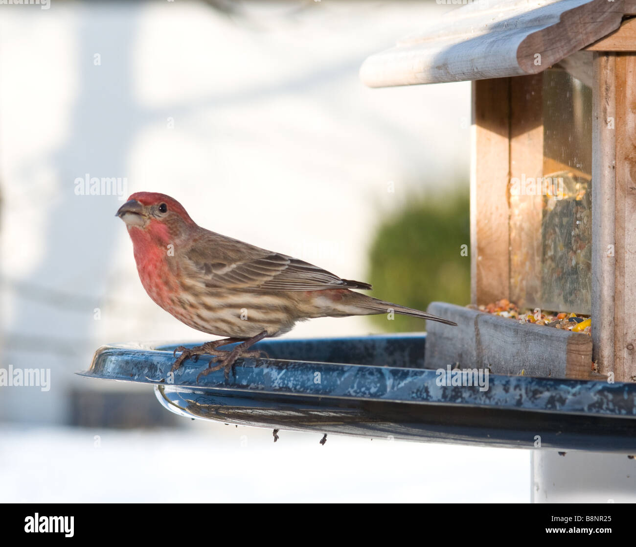 Close up red finch hi-res stock photography and images - Alamy