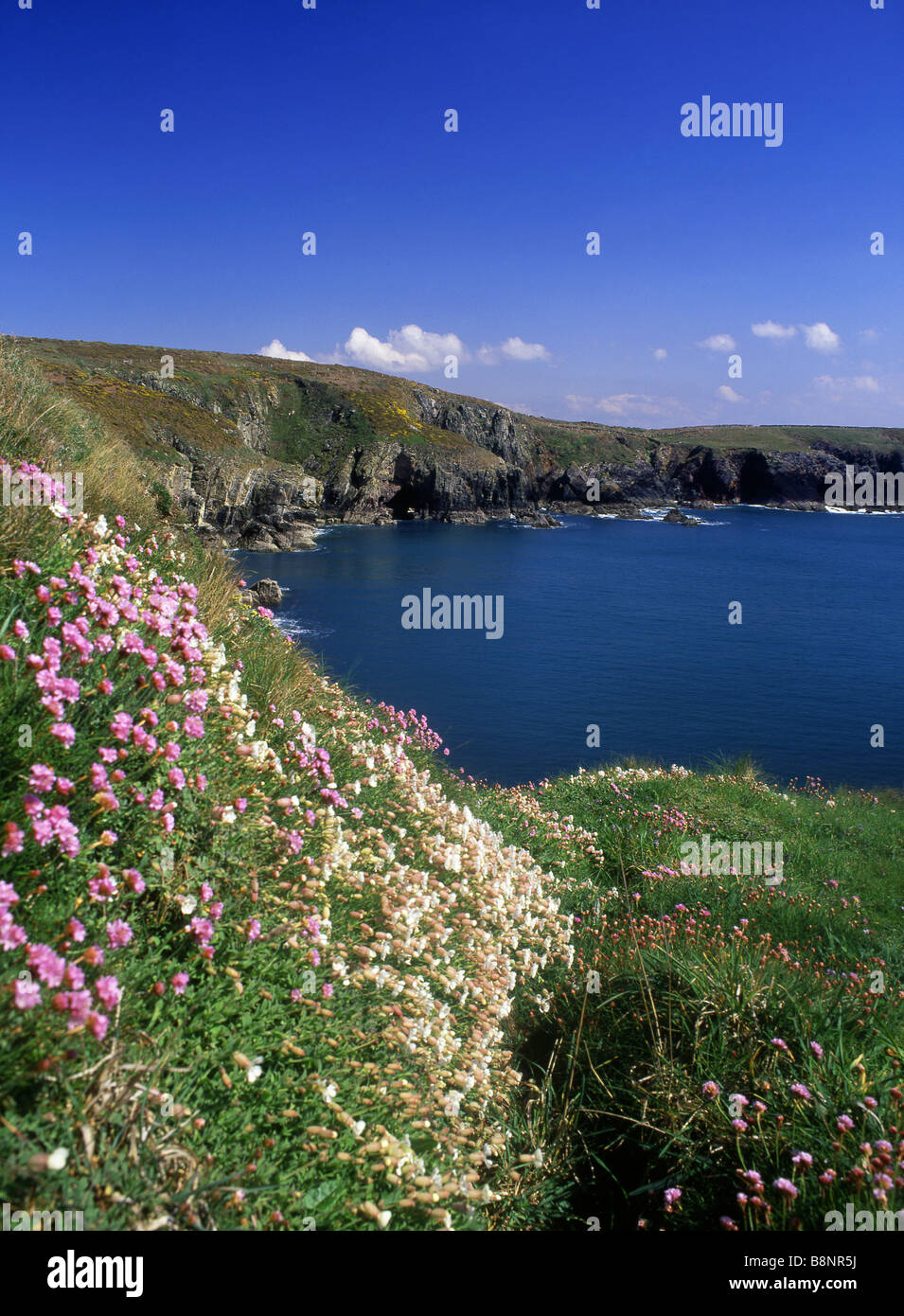 Pink sea thrift st brides bay hi-res stock photography and images - Alamy
