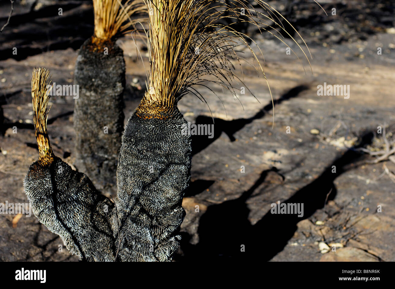 Australian bushfire damage. Grass trees survive a severe bush fire on ...