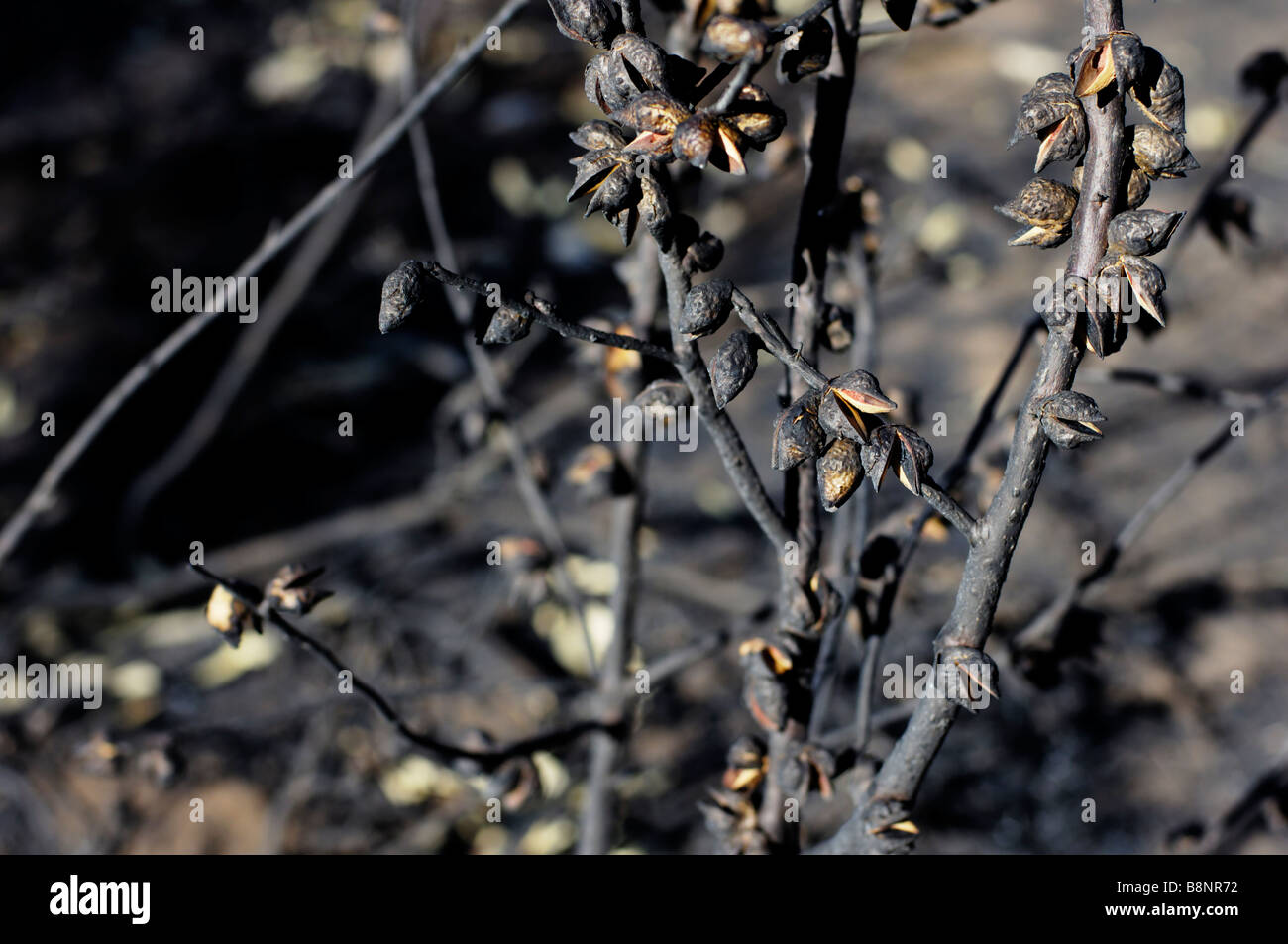 Australian bushfire damage. Hakea seed pods split open following a fire ...