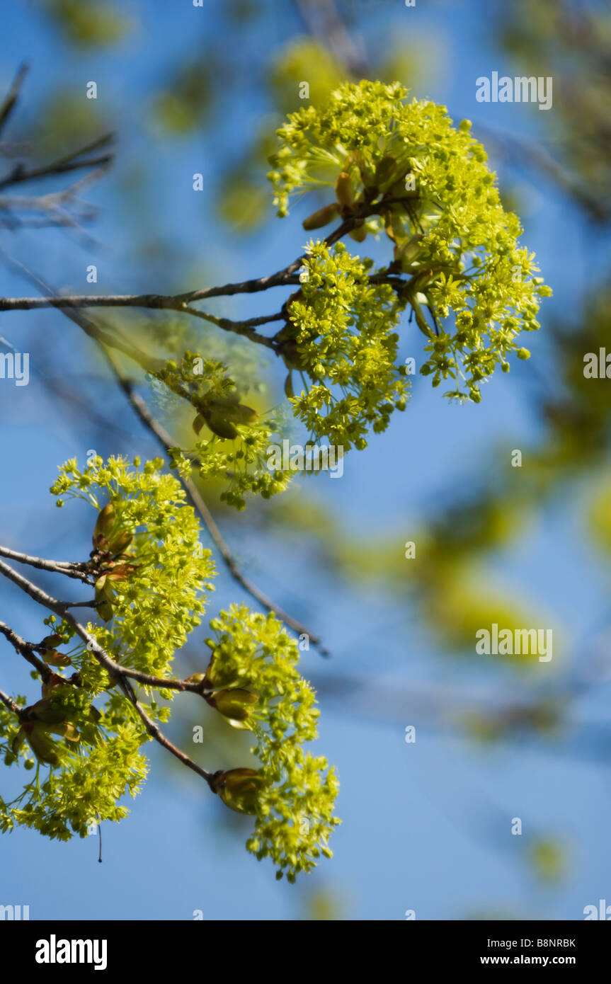 Blossoming Maple Tree, Blue Sky Background. Acer Platanoides Stock ...