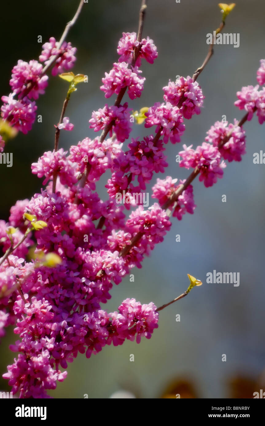 Spring redbud leaves hi-res stock photography and images - Alamy
