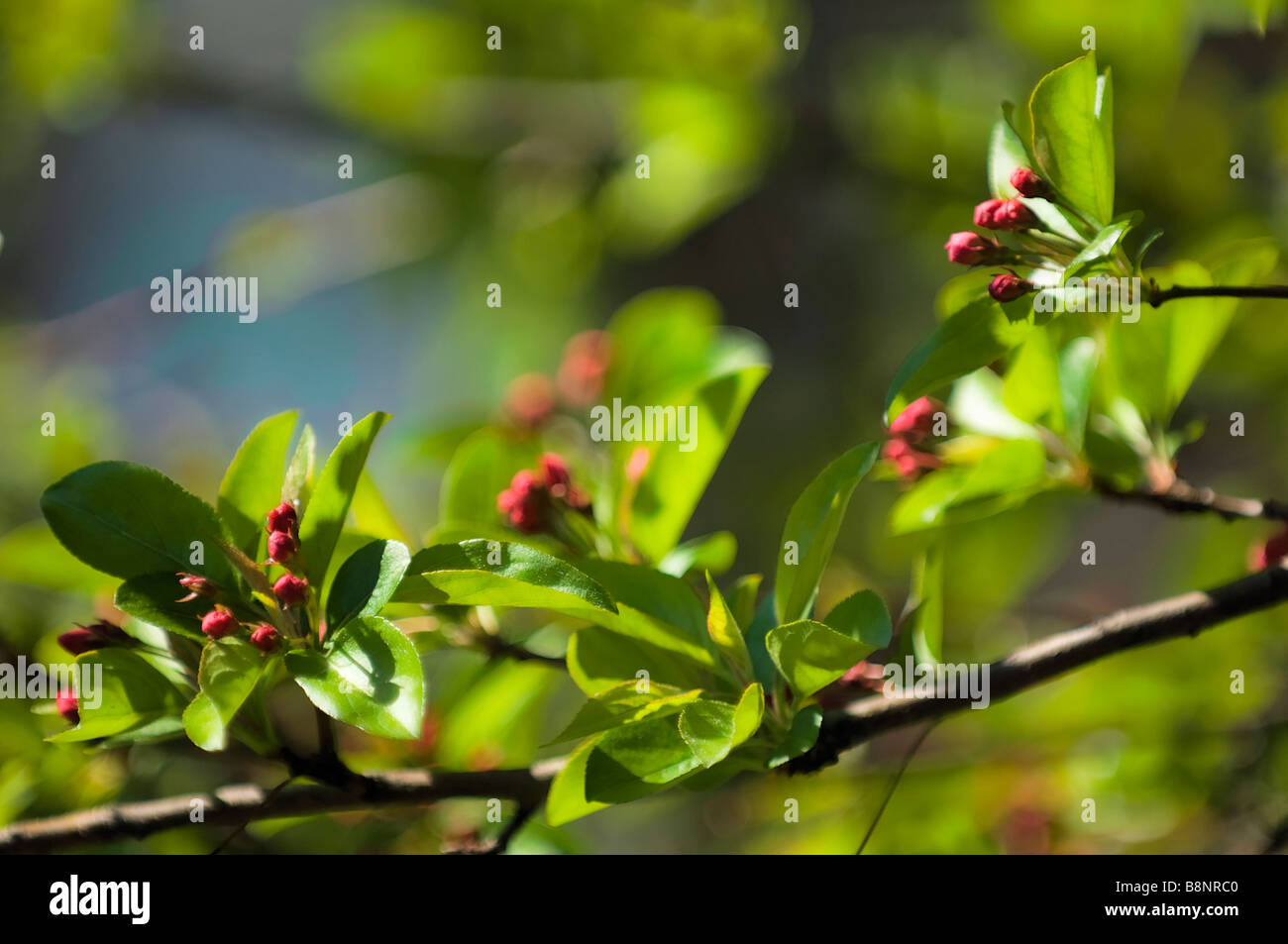 Sweet Crabapple Tree Leaves