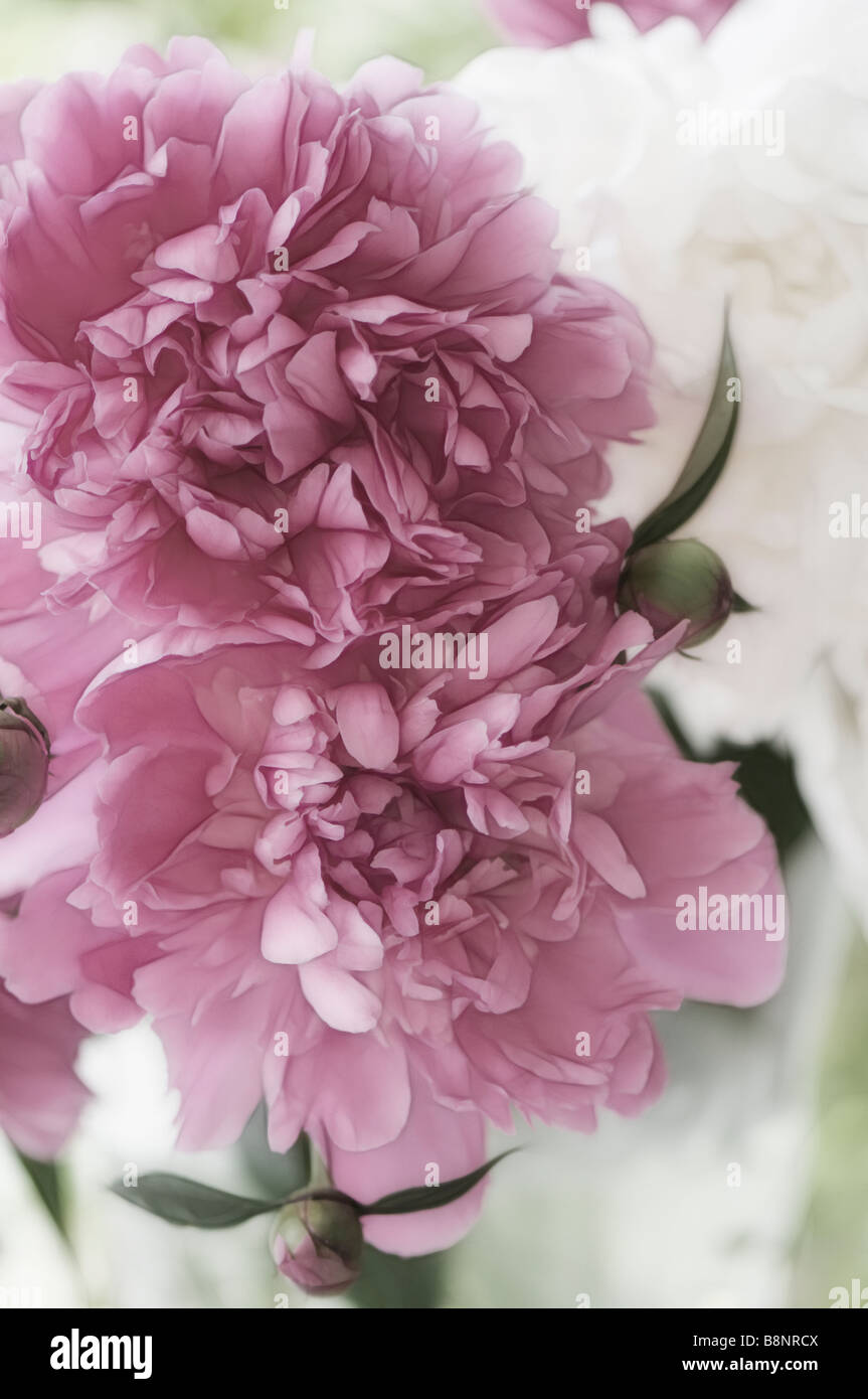 Sketch of Two Peony Flowers in Full Bloom Surrounded with Buds Stock ...