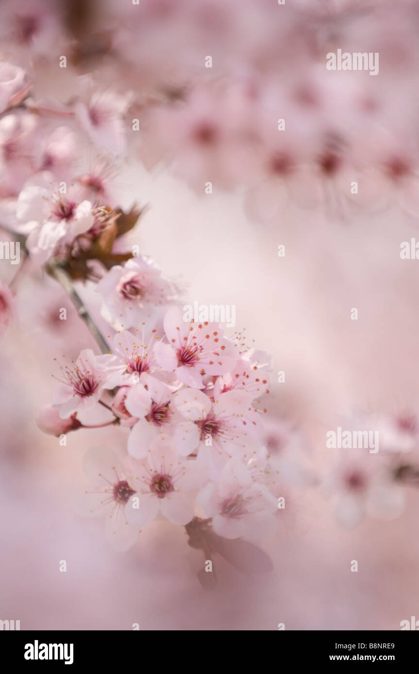 Purple leaf plum tree hi-res stock photography and images - Alamy