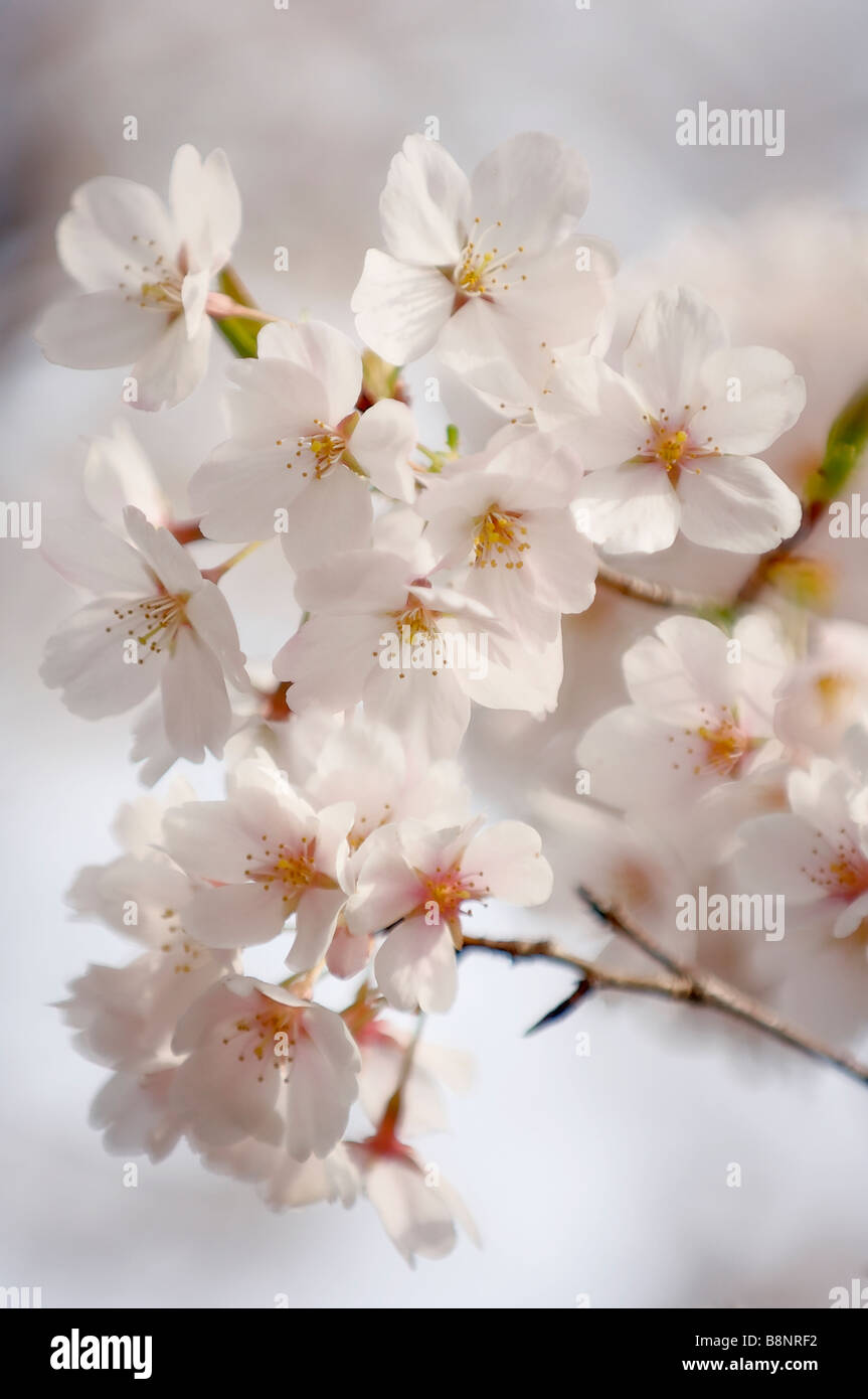 Japanese Cherry Tree in Full Bloom Stock Photo - Alamy