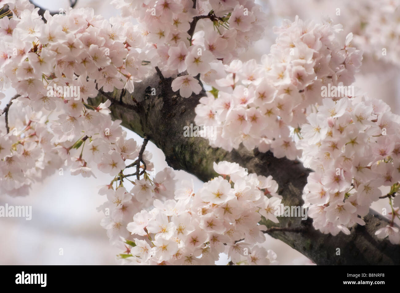 Surrounded by Blossoming Japanese Cherry Tree Stock Photo - Alamy