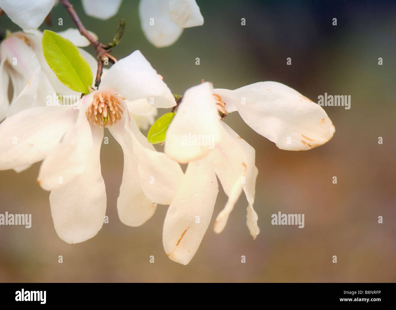 White Magnolia Blossoming Branch Stock Photo - Alamy