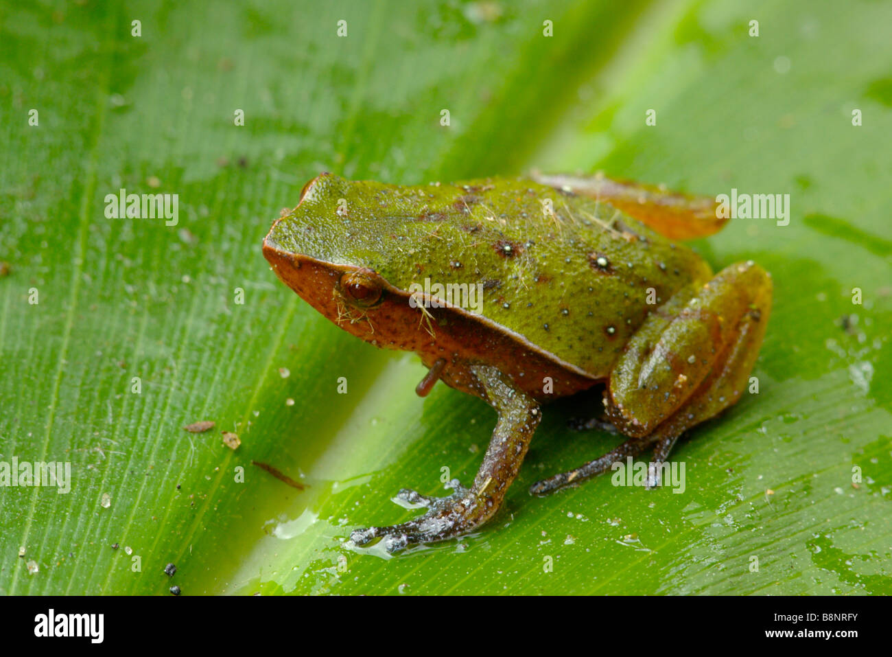 Mahanoro Digging Frog (Plethodontohyla notosticta) on a leaf in ...