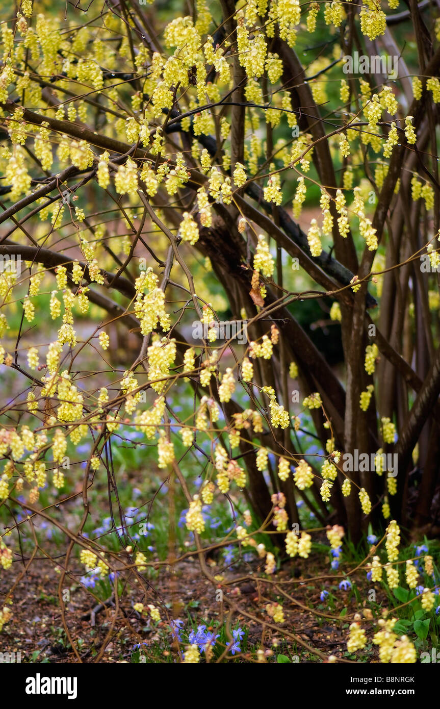 Corylopsis sinensis flowers hi-res stock photography and images - Alamy