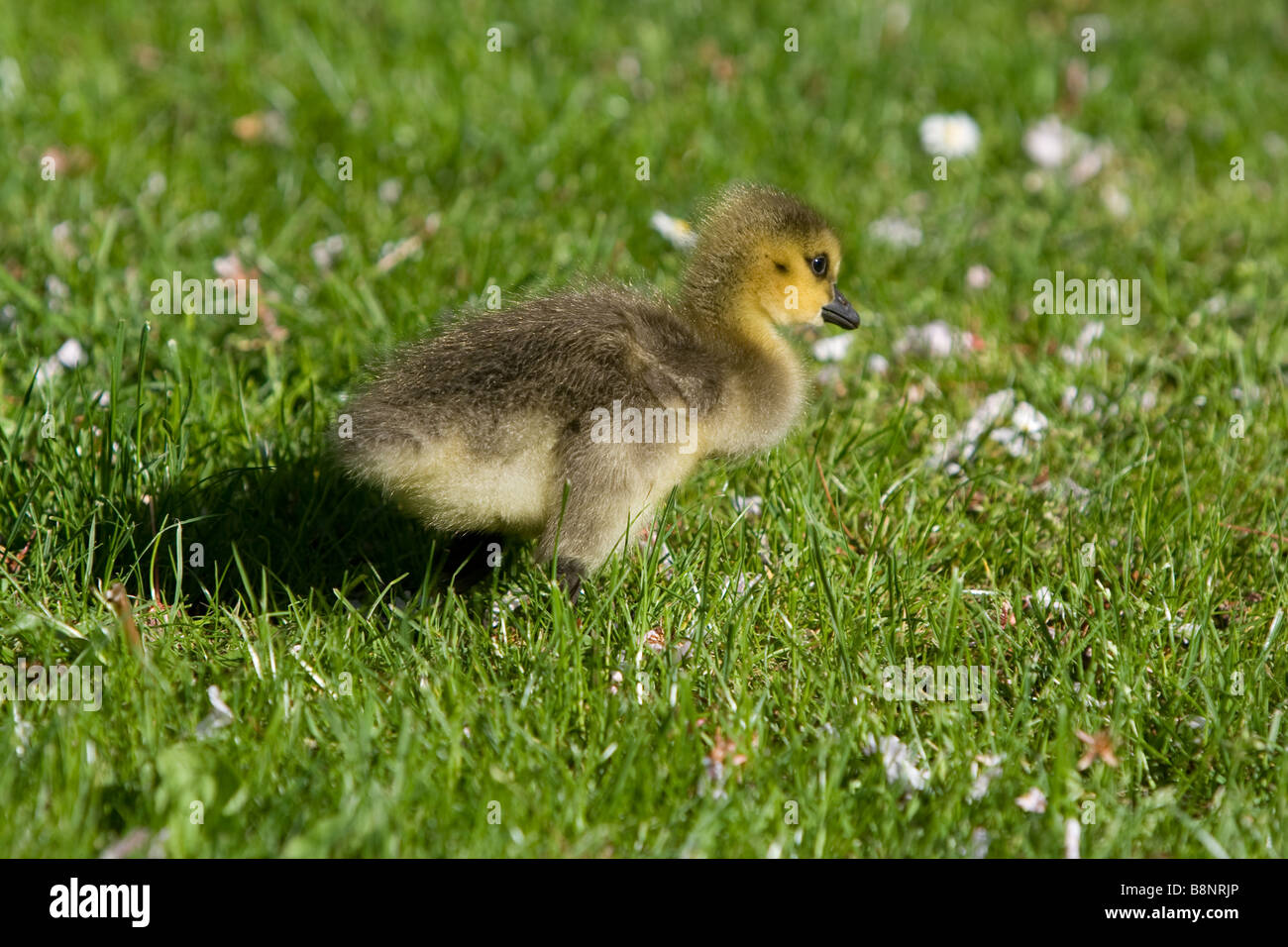 Baby goose hi-res stock photography and images - Alamy
