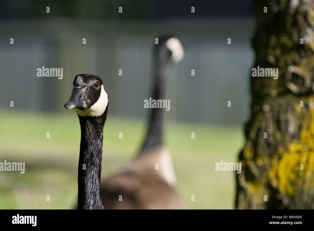 Mother goose protecting her goslings (and giving the photographer the ...