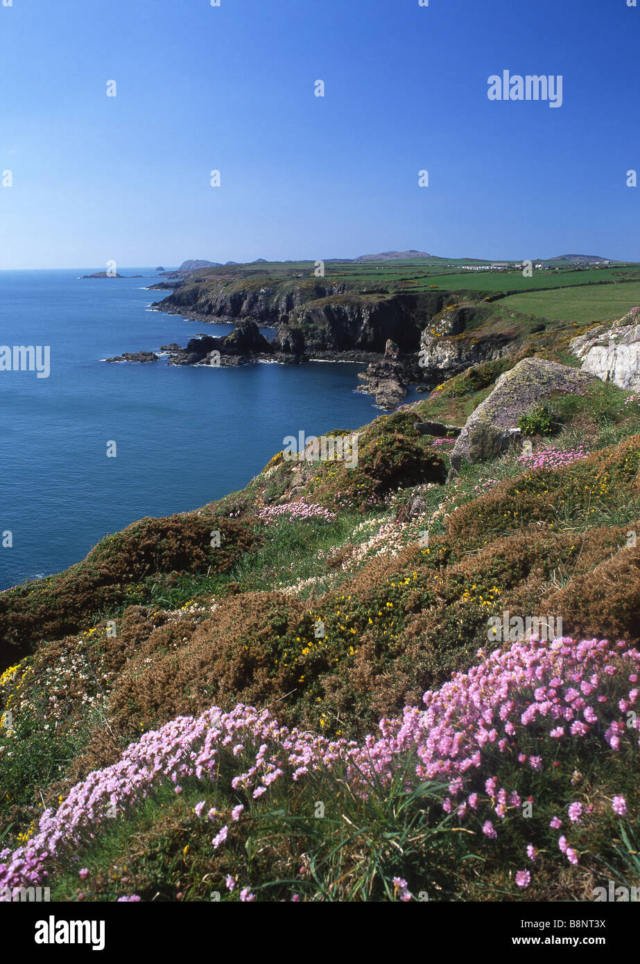 Pink sea thrift st brides bay hi-res stock photography and images - Alamy