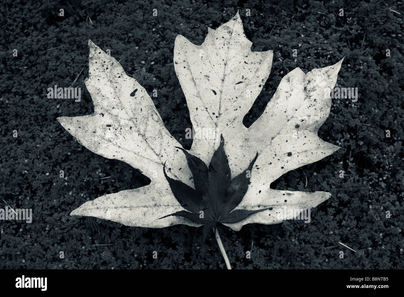 Two leaves in a high-contrast pattern Stock Photo - Alamy