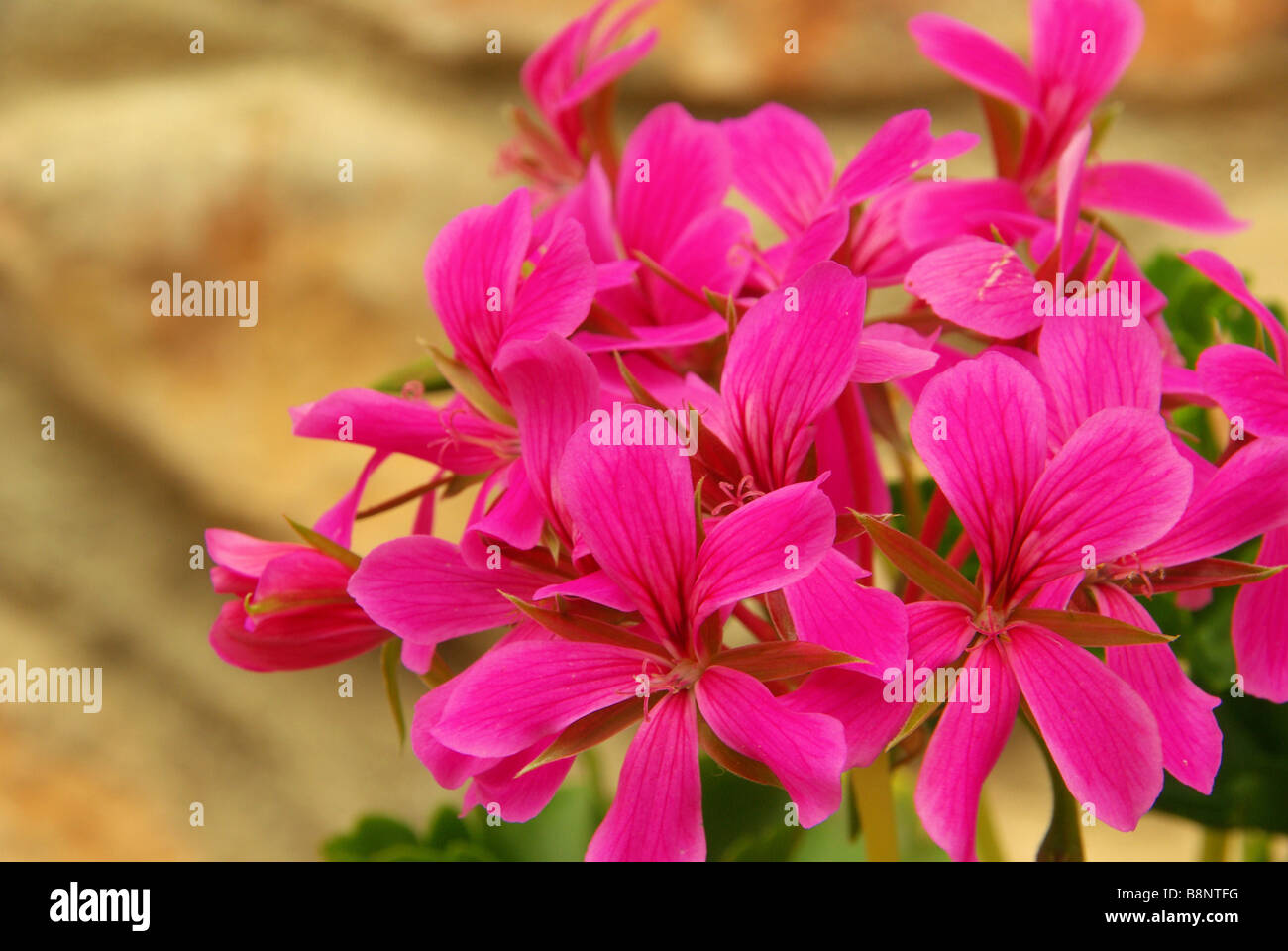 Gerania hi-res stock photography and images - Alamy