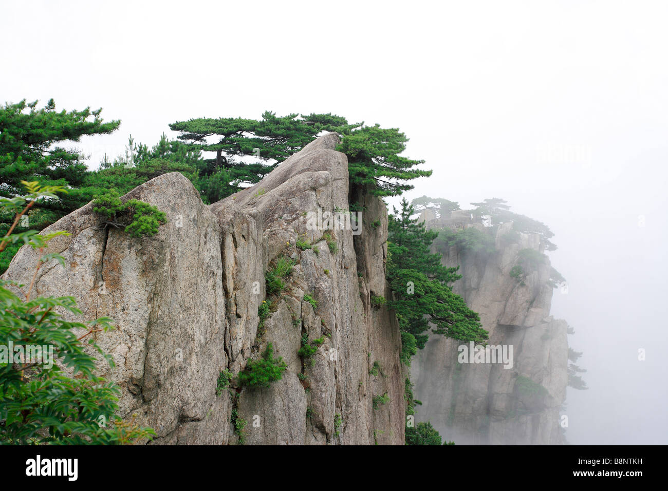 China Anhui Huang Shan or Yellow Mountain Pine tree growing on steep ...