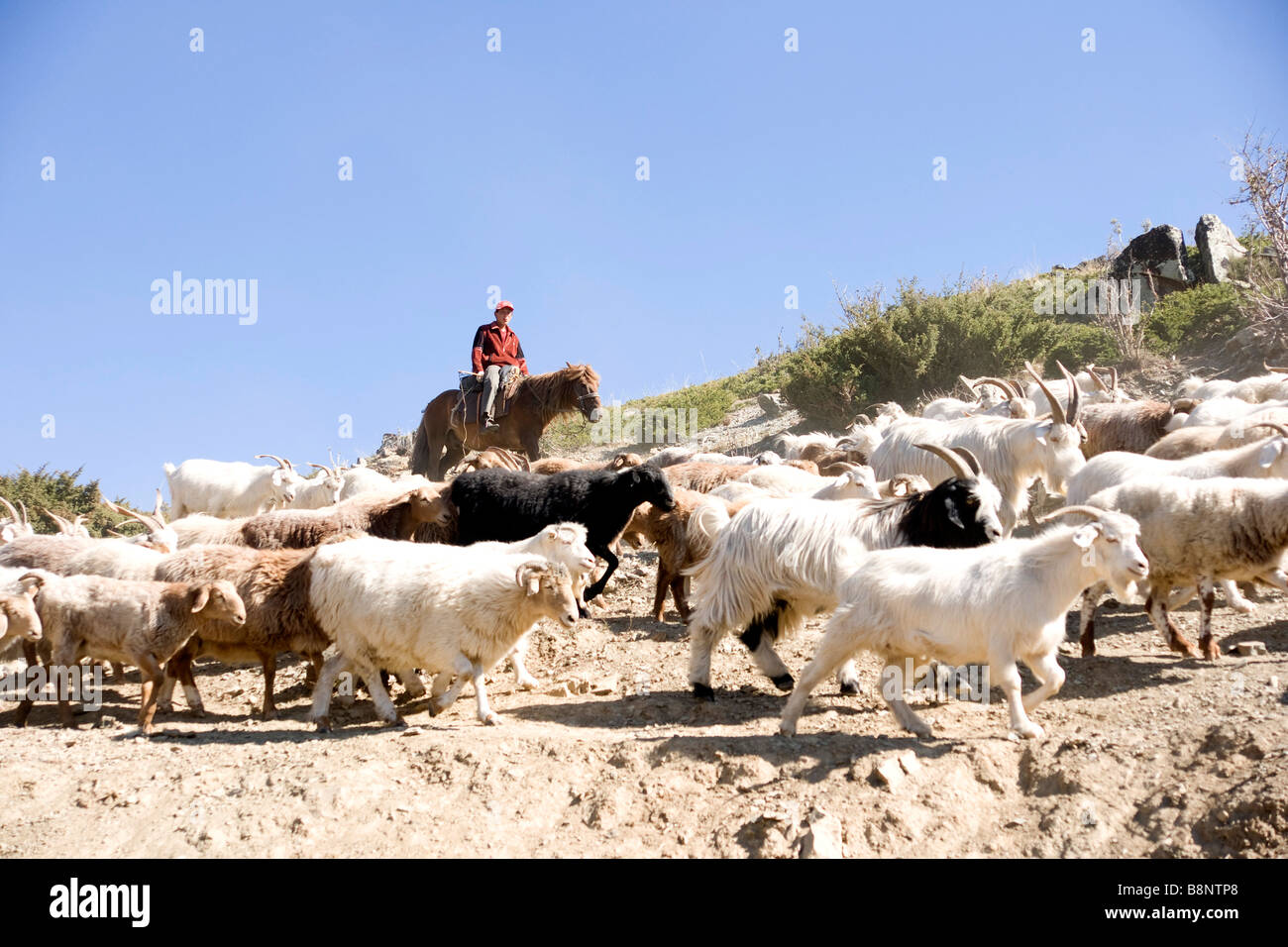 Local herdsmen drives goats and sheep, Tianshan Mountain, Xingjiang ...